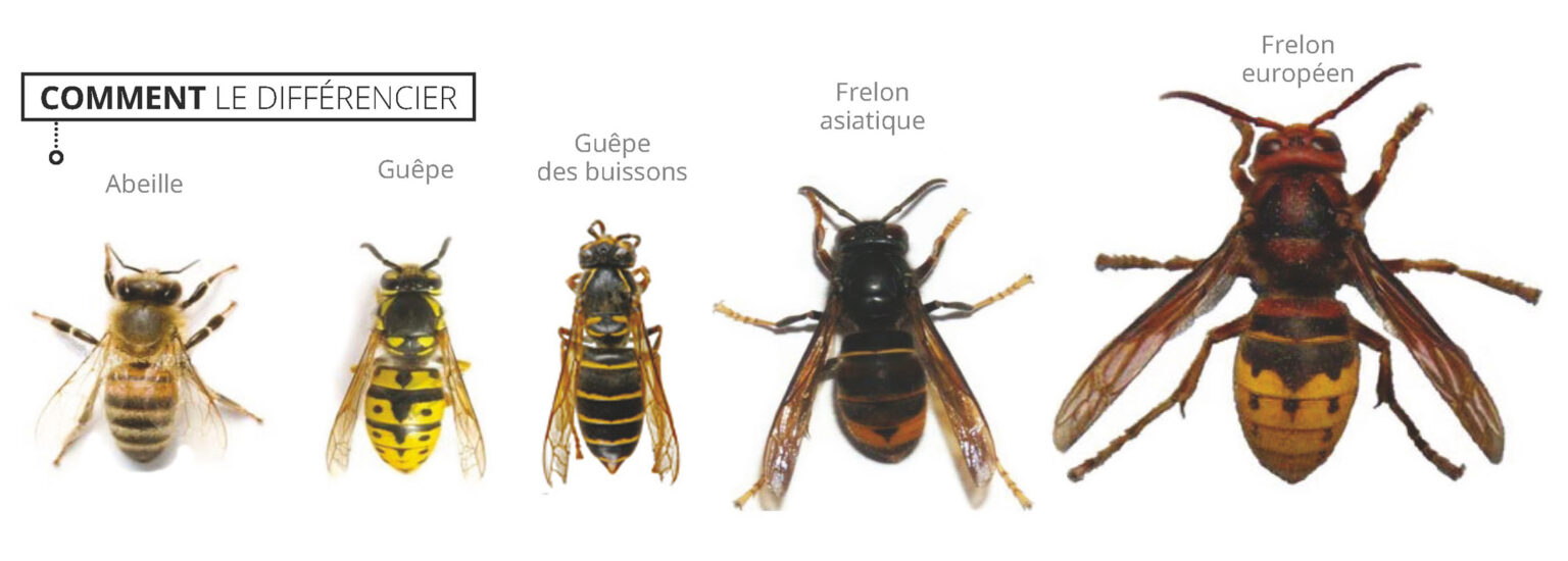 Campagne de destruction des nids de frelons asiatiques - Commune du ...